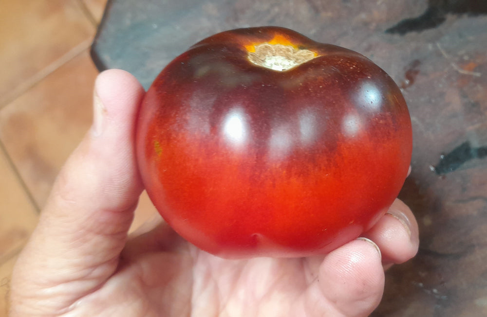 Sage Project News - SAGE Project, SAGE Farmers Market & Stepping Stone Farm