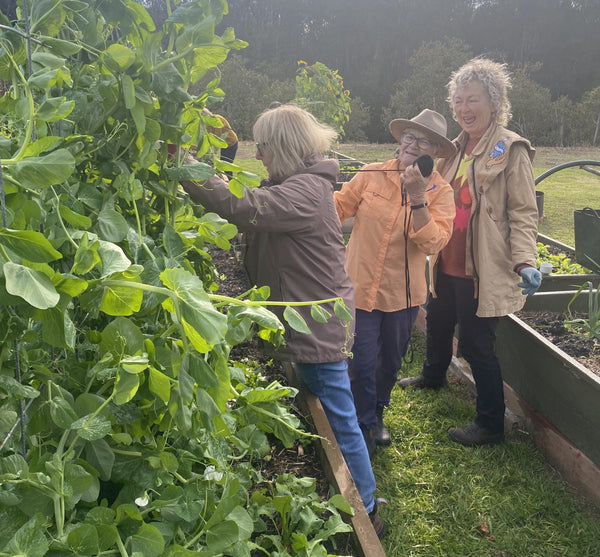 The Wednesday Group - SAGE Project, SAGE Farmers Market & Stepping Stone Farm