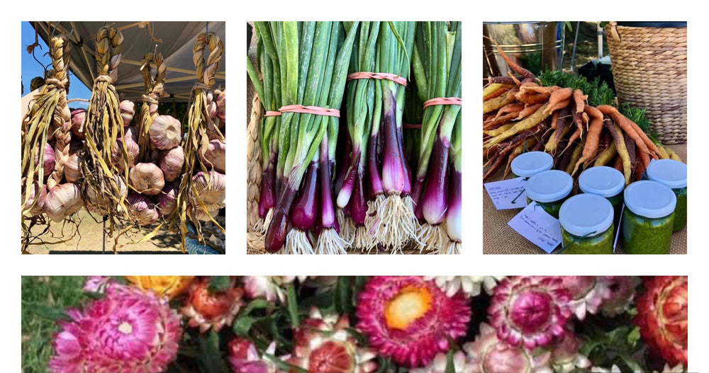 Sage Project News - SAGE Project, SAGE Farmers Market & Stepping Stone Farm